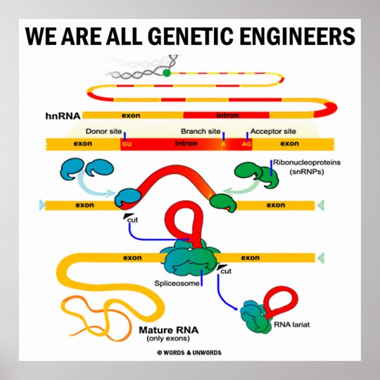 We Are All Genetic Engineers (Gene Splicing) Poster | Zazzle.co.uk