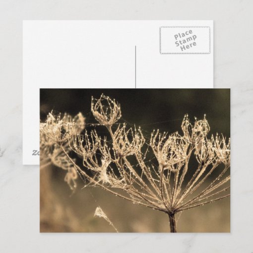Web and Water in Sepia Postcard | Zazzle