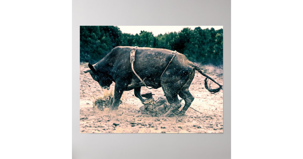 Western Rodeo Black Bull Country Cowboy Rustic Poster | Zazzle