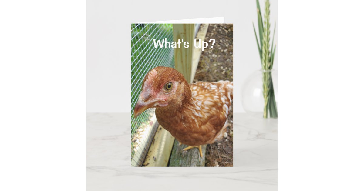 What's Up Chicken Butt Funny chicken humour Card | Zazzle
