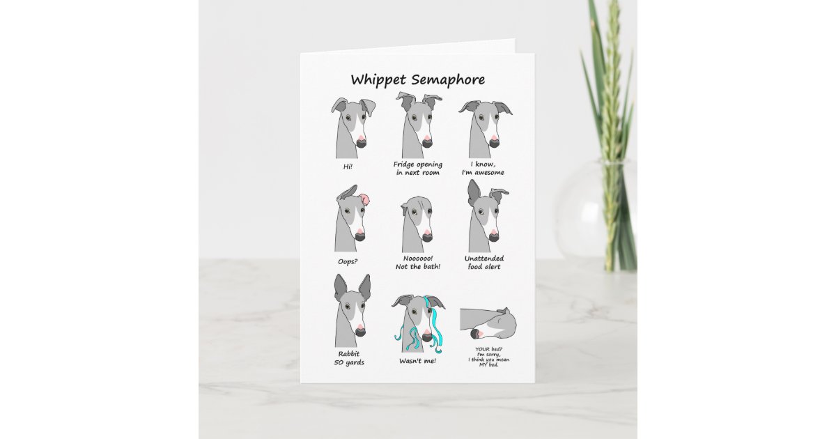Whippet Semaphore Card | Zazzle