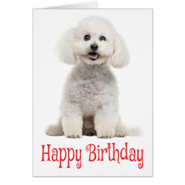 Bichon Frise Cards & Invitations | Zazzle.co.uk