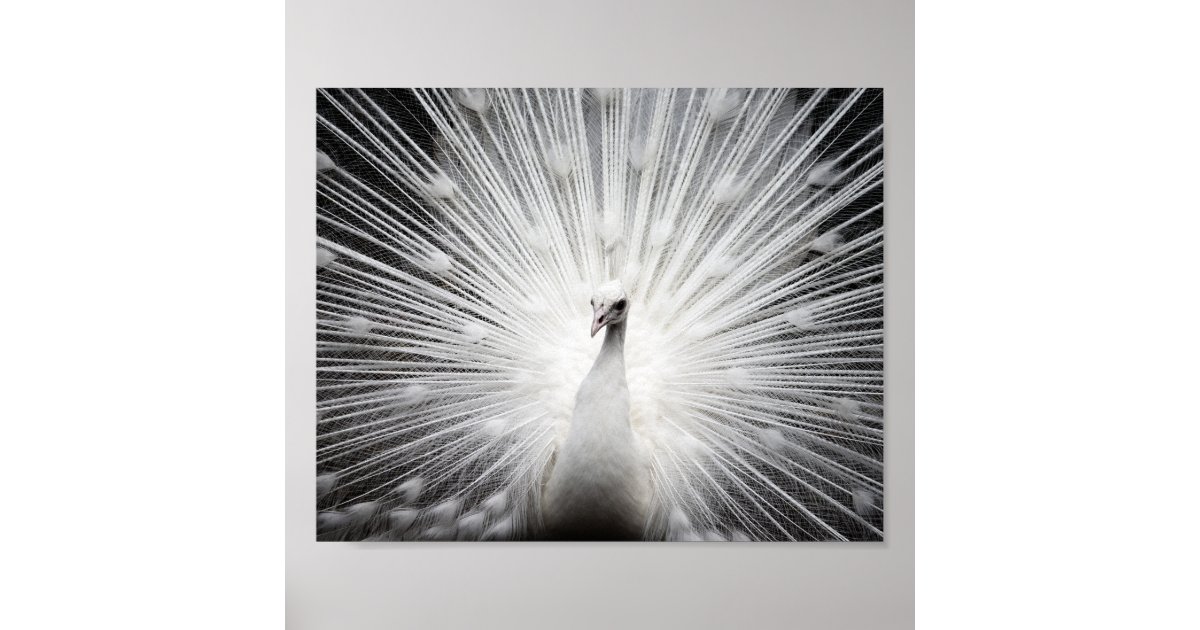 White Peacock Photography Poster Zazzle