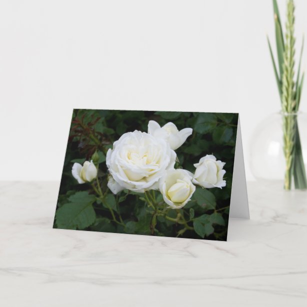 White Rose Cards | Zazzle UK