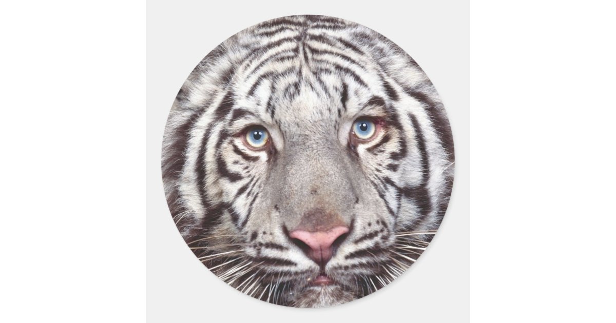White Tiger Round Sticker | Zazzle