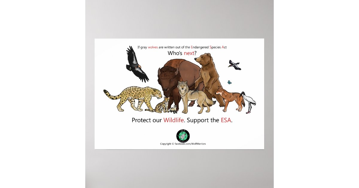 Who's Next Poster | Zazzle
