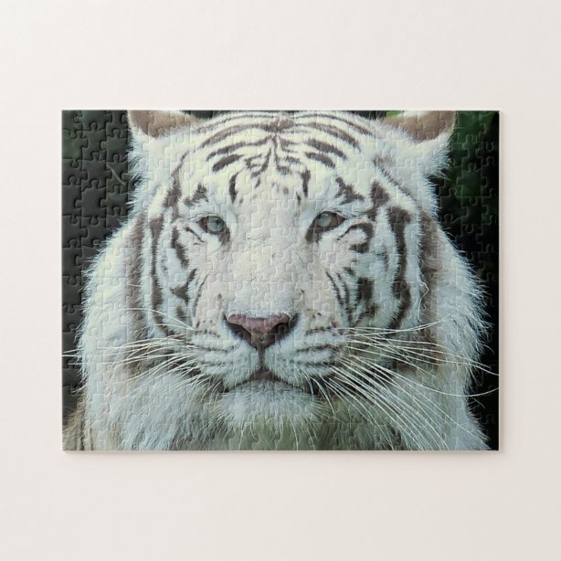 White Tiger Jigsaw Puzzles | Zazzle.co.uk