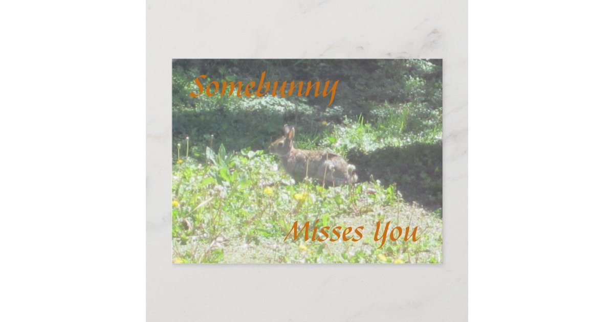 Wild Bunny "Somebunny Misses You" Postcard | Zazzle