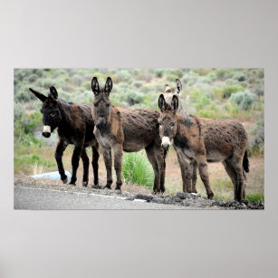 Donkey Posters & Prints | Zazzle UK