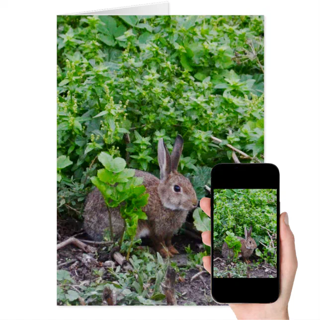 Wild English Rabbit | Zazzle