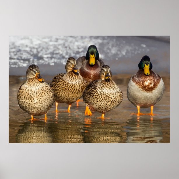 Wild Duck Posters & Prints | Zazzle UK