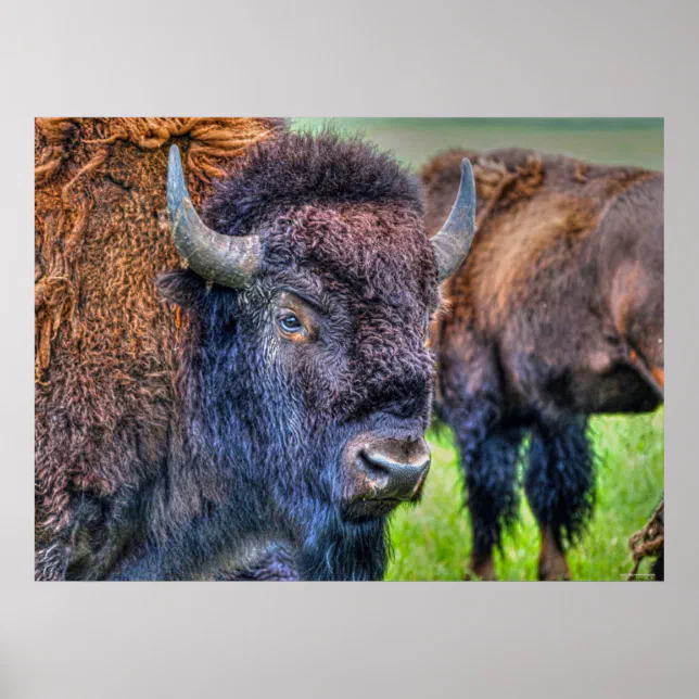 Wild Plains Buffalo Wildlife Art Poster | Zazzle