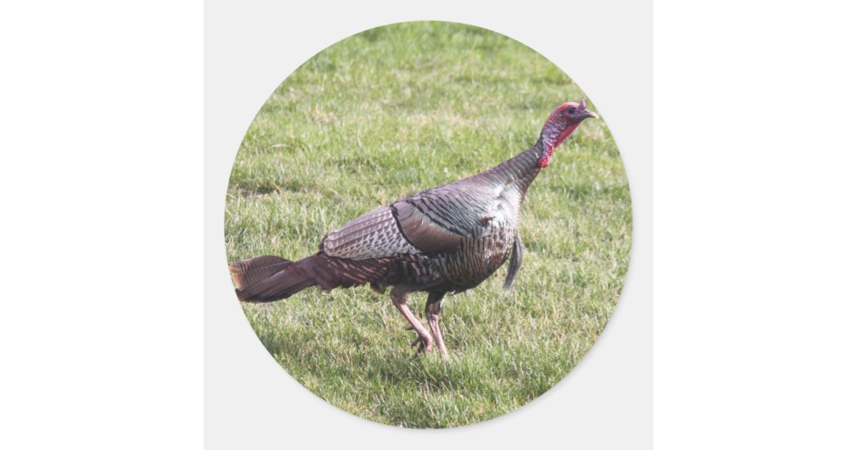 Wild Turkey Classic Round Sticker | Zazzle