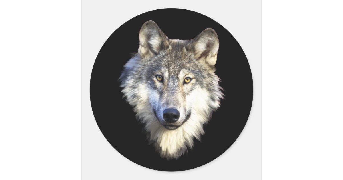 Wild Wolf Face Stickers | Zazzle