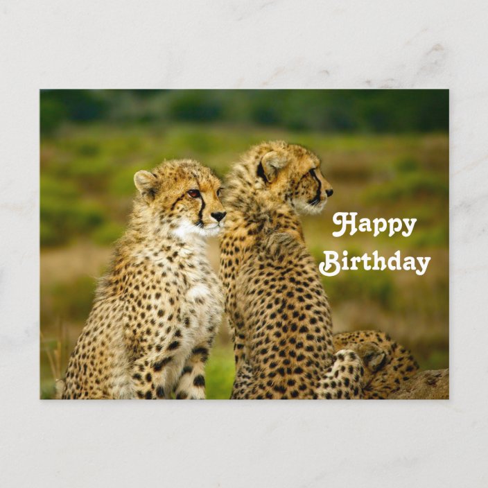 Wildlife Cheetah Photo Birthday Postcard | Zazzle.co.uk