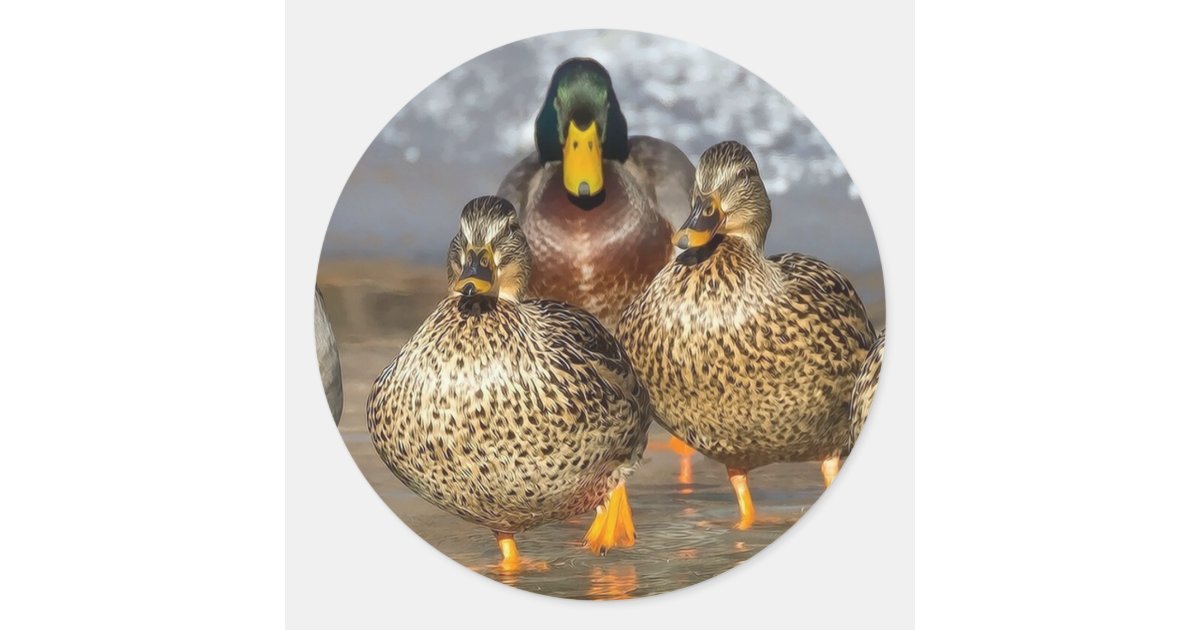 Wildlife Mallard Ducks Photo Classic Round Sticker | Zazzle