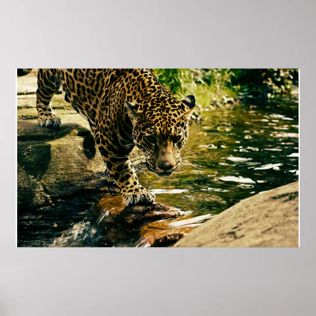 Wildlife Wildcat Animal Leopard Nature Poster | Zazzle