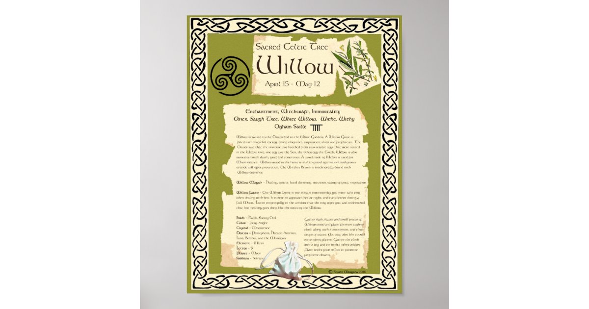 WILLOW CELTIC SACRED TREE POSTER | Zazzle