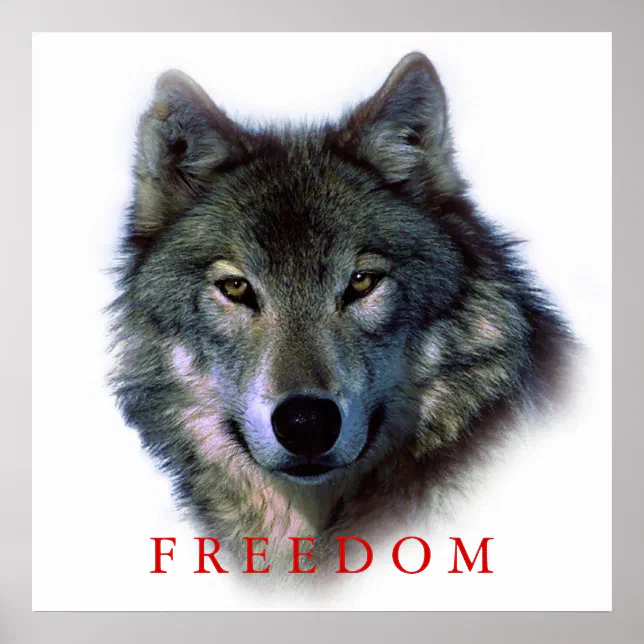 Wolf Portrait Square Freedom Poster Print | Zazzle