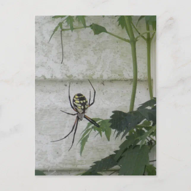 Writing Spider Black Yellow Garden Spiders Photo Postcard | Zazzle