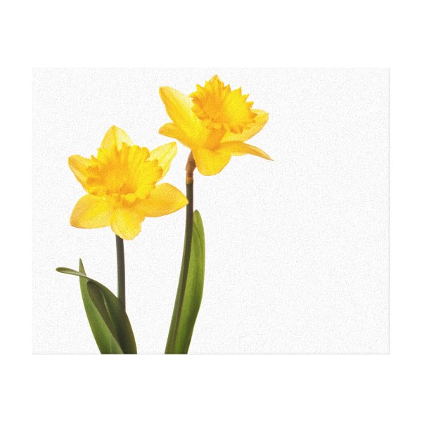 Daffodil Posters & Prints | Zazzle UK