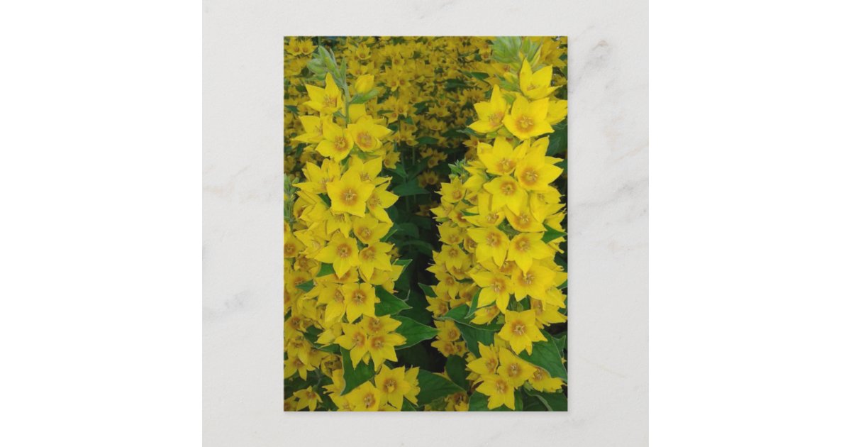 Yellow Delphinium Perennial Flowers Postcard | Zazzle