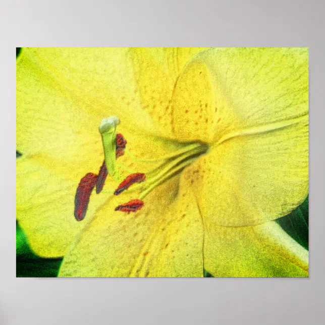 Yellow Lily Pencil Flower Art Poster | Zazzle