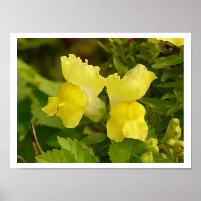Yellow Snapdragons Poster | Zazzle