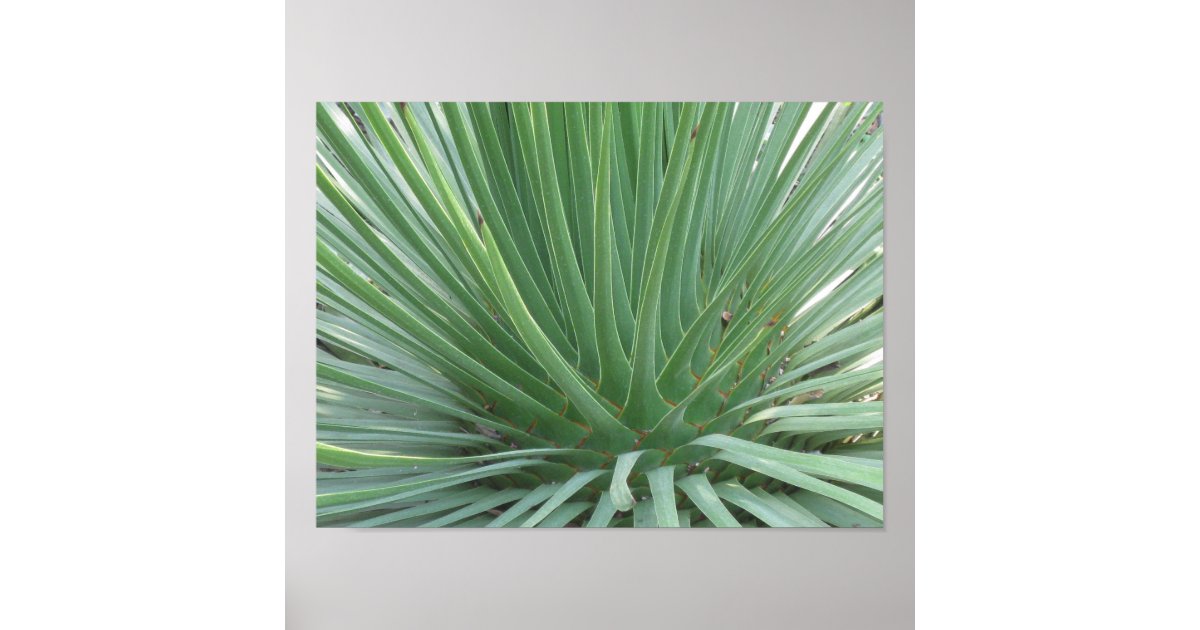 Yucca Poster | Zazzle