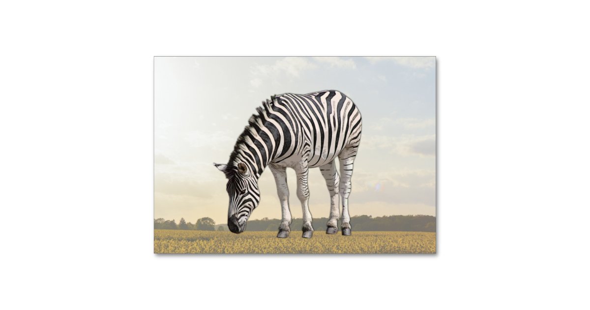 Zebra ABA Tact Labelling Flashcard | Picture Card | Zazzle