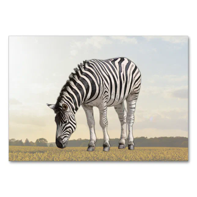 Zebra ABA Tact Labelling Flashcard | Picture Card | Zazzle