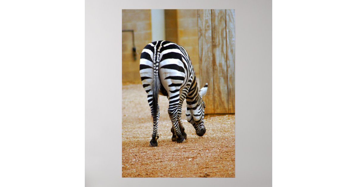 Zebra Tail Poster | Zazzle